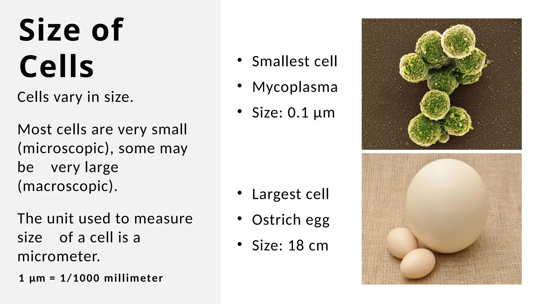 Cell Structure and Function-GRADE 7 Biology.pptx