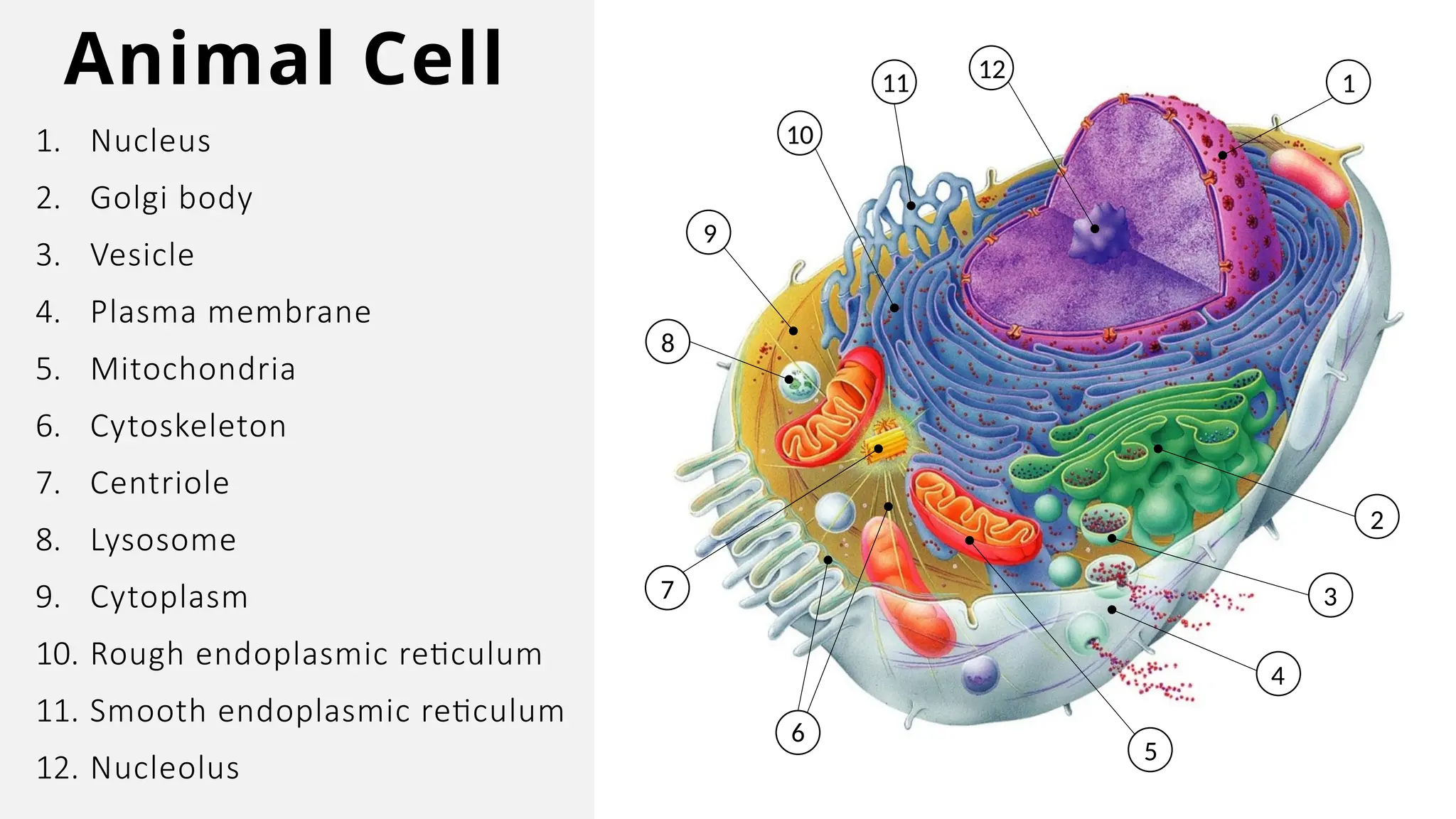Cell Structure and Function-GRADE 7 Biology.pptx