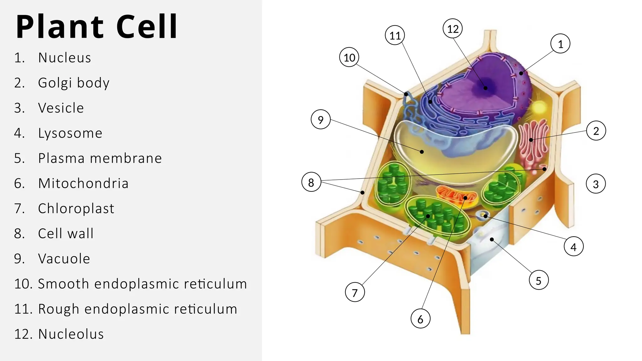 Cell Structure and Function-GRADE 7 Biology.pptx