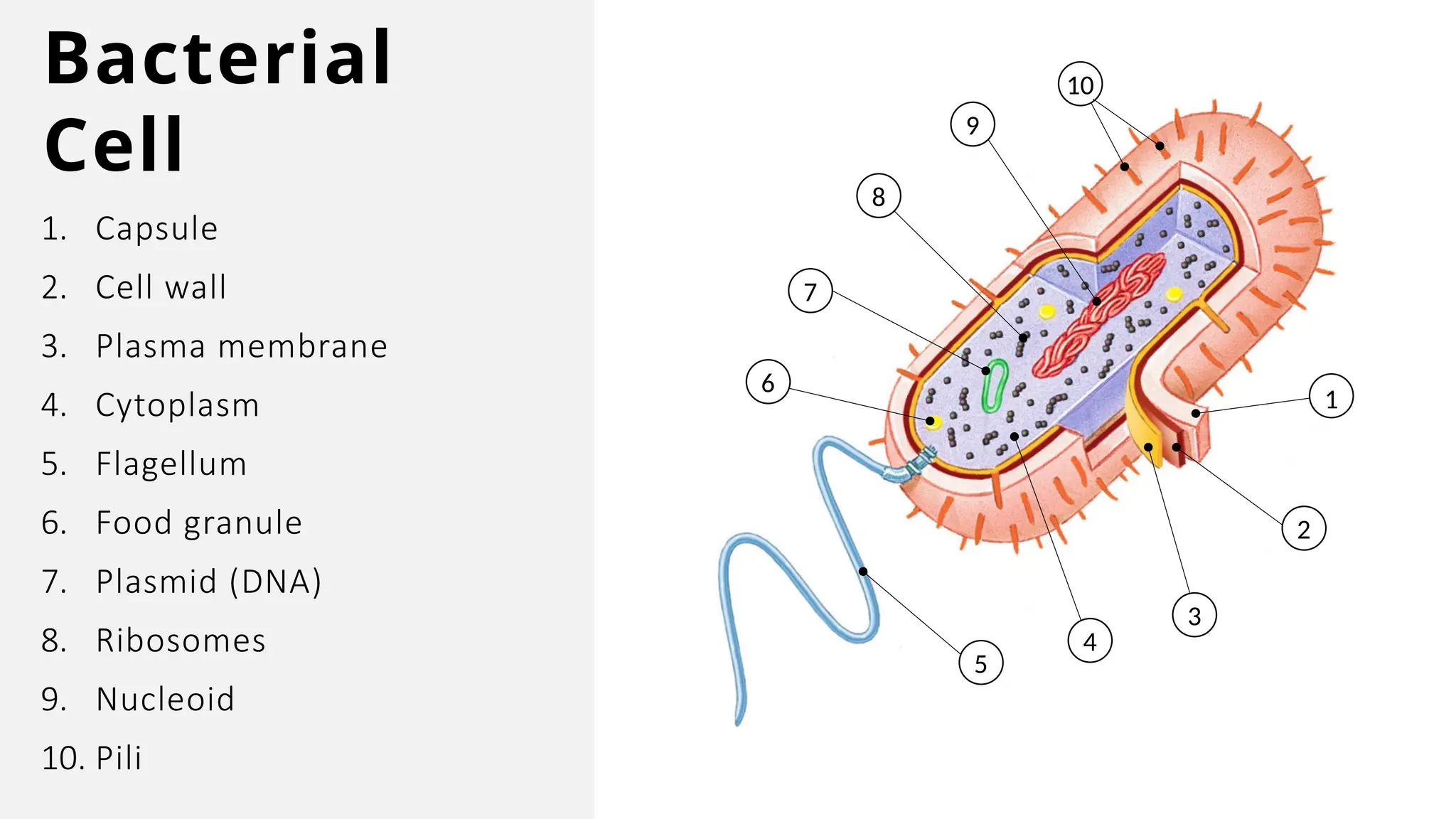 Cell Structure and Function-GRADE 7 Biology.pptx