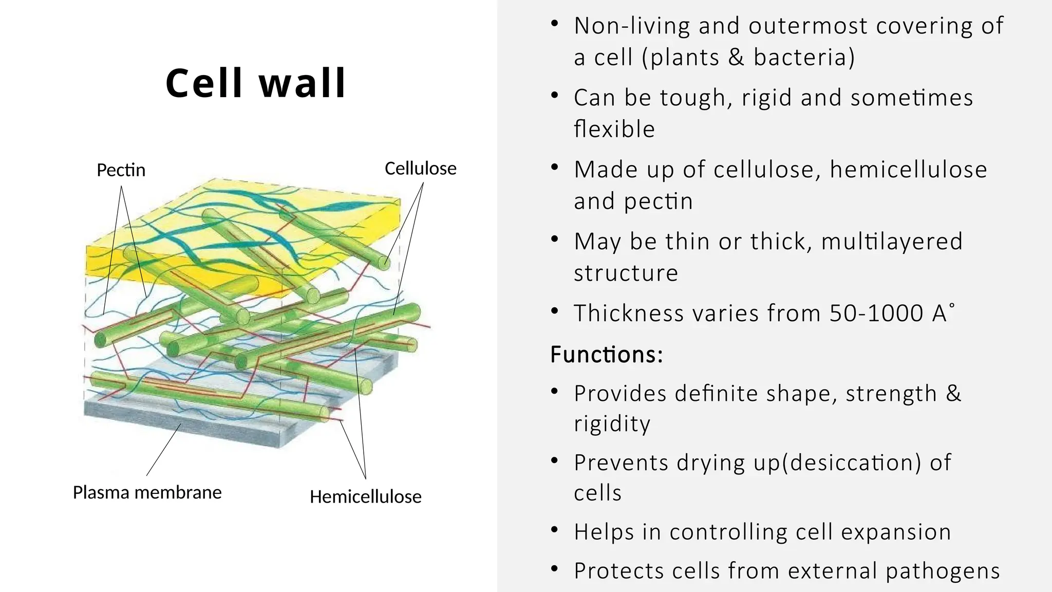 Cell Structure and Function-GRADE 7 Biology.pptx