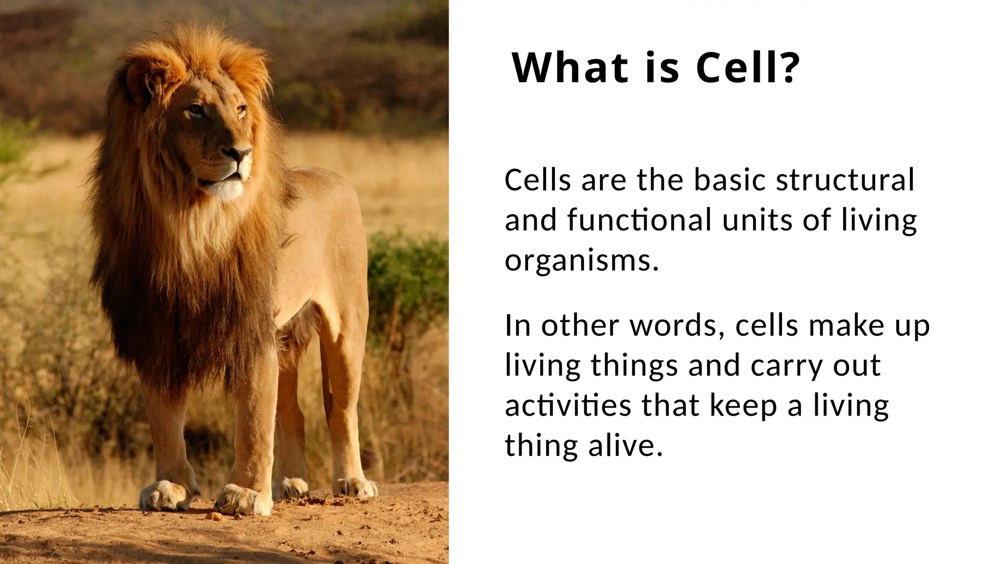 Cell Structure and Function-GRADE 7 Biology.pptx
