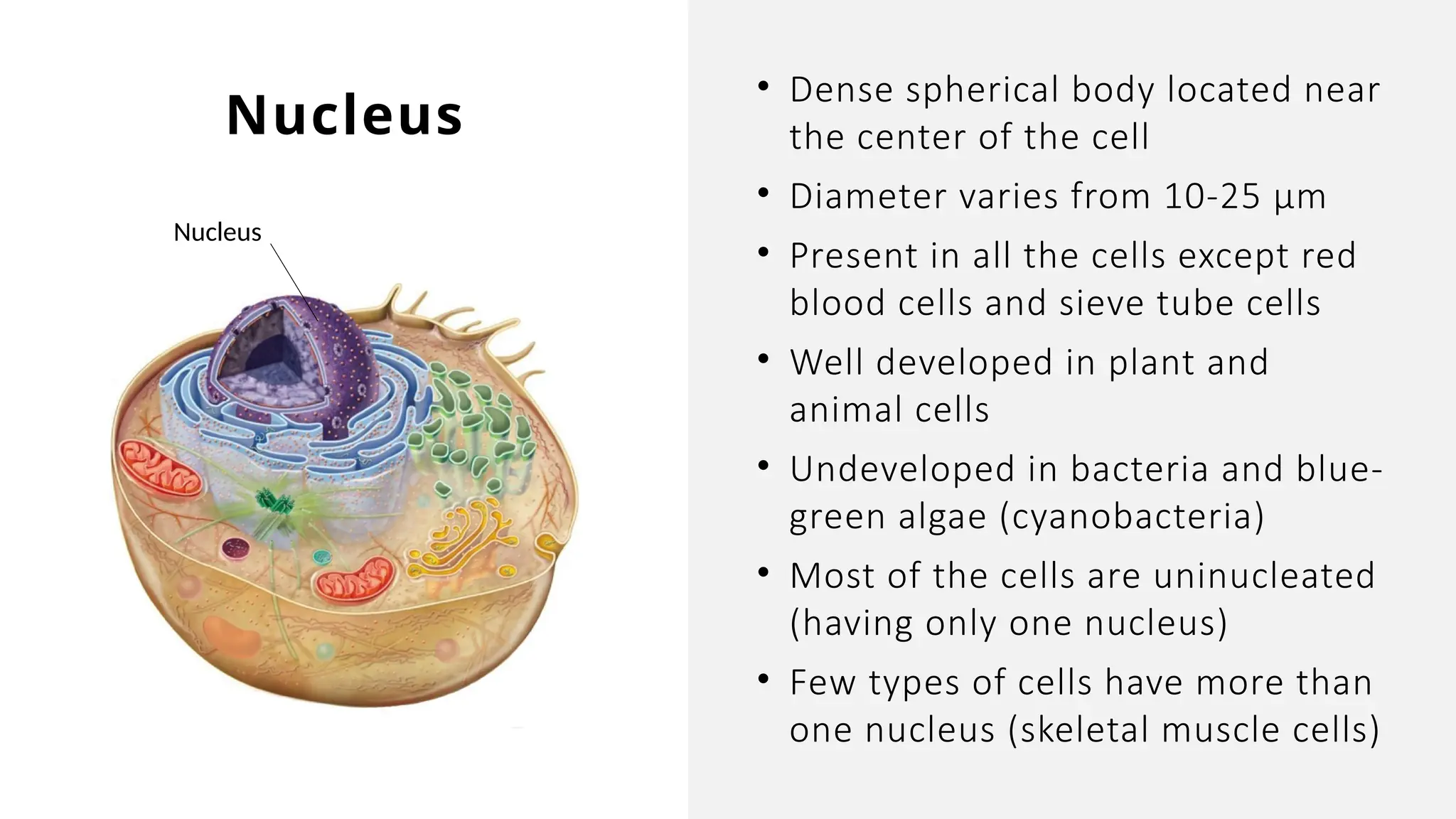 Cell Structure and Function-GRADE 7 Biology.pptx
