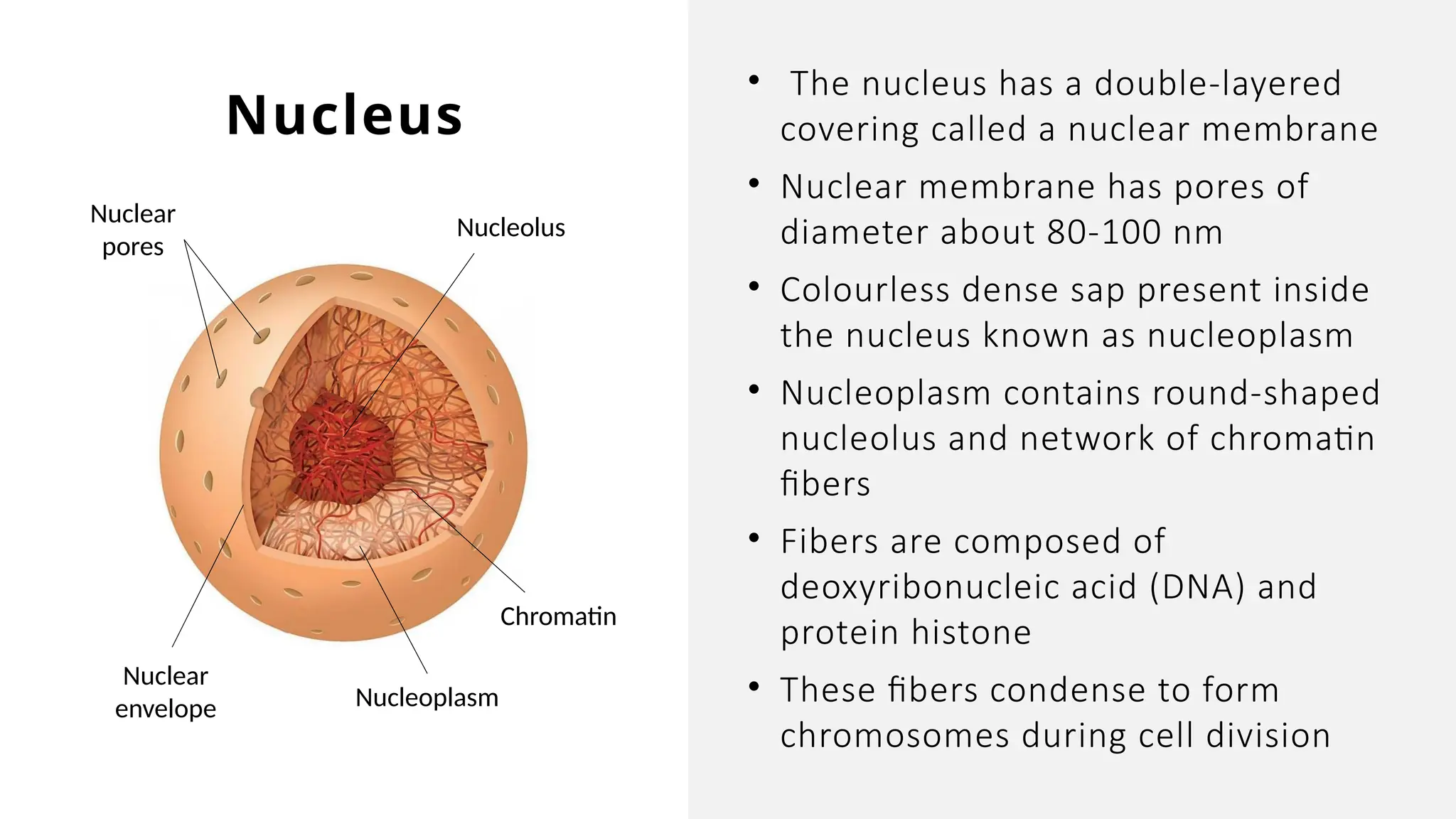 Cell Structure and Function-GRADE 7 Biology.pptx