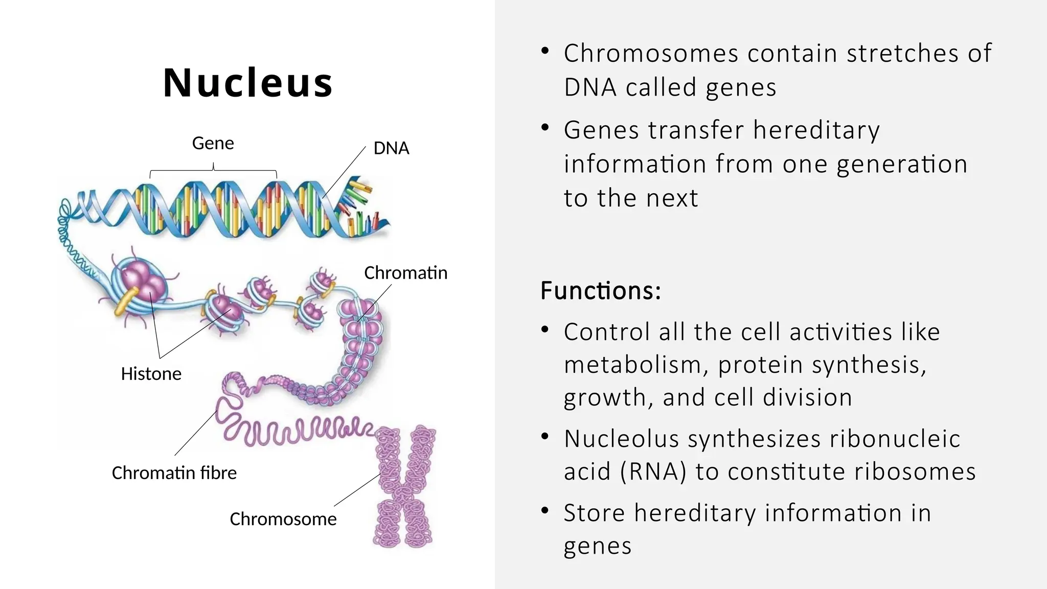 Cell Structure and Function-GRADE 7 Biology.pptx