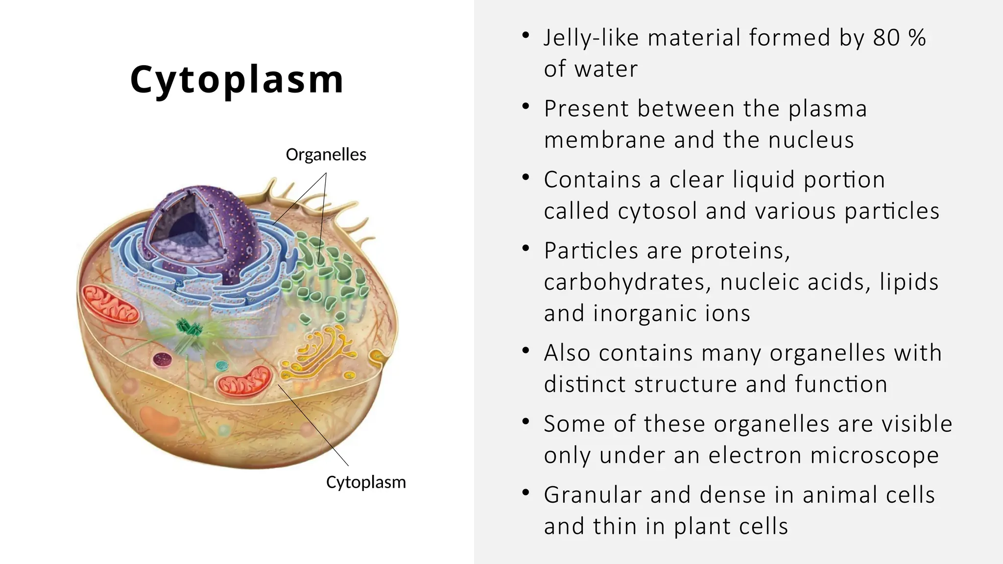 Cell Structure and Function-GRADE 7 Biology.pptx