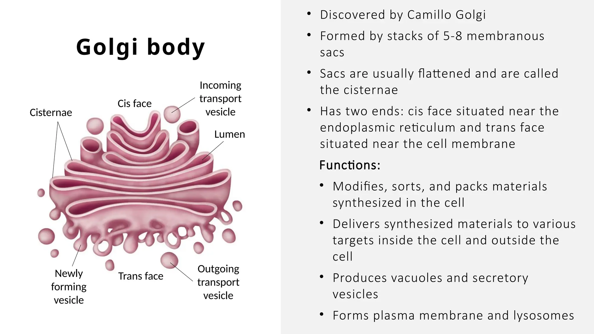 Cell Structure and Function-GRADE 7 Biology.pptx