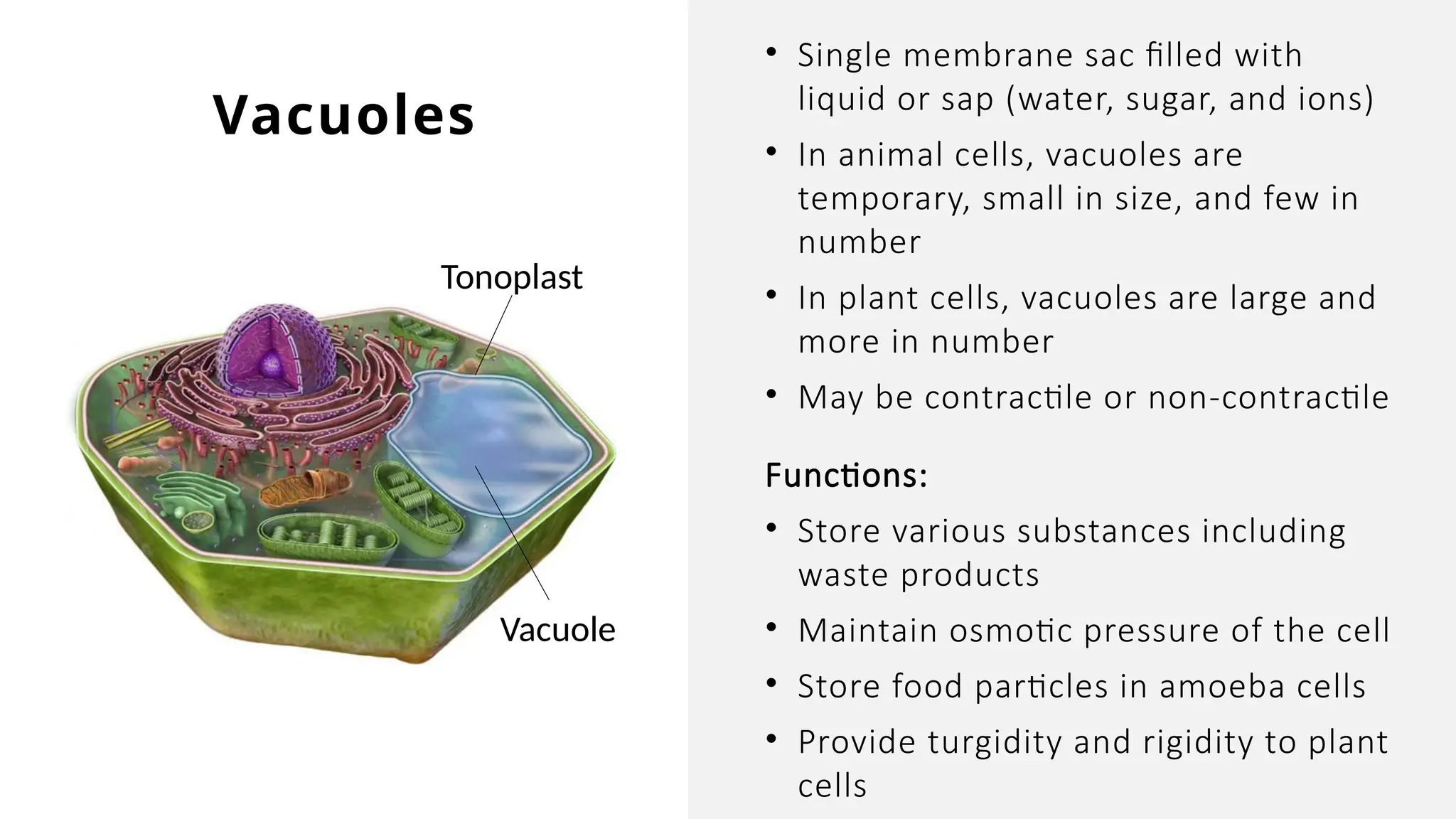 Cell Structure and Function-GRADE 7 Biology.pptx