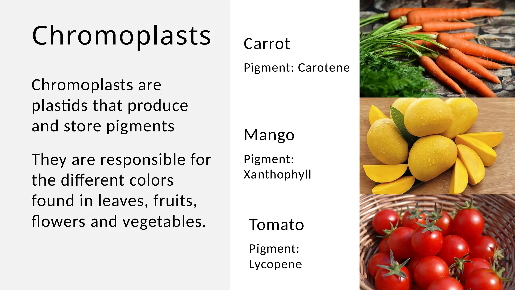 Cell Structure and Function-GRADE 7 Biology.pptx