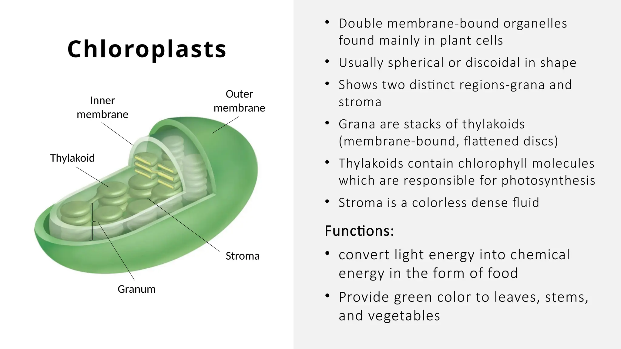 Cell Structure and Function-GRADE 7 Biology.pptx