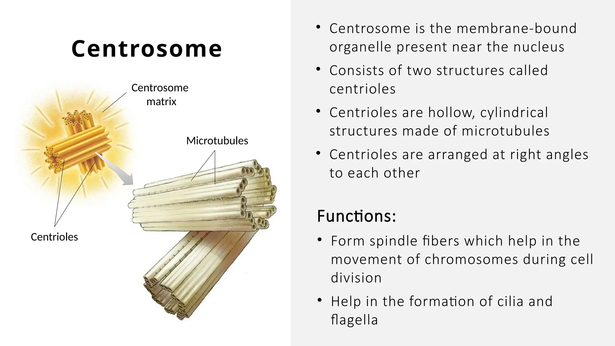 Cell Structure and Function-GRADE 7 Biology.pptx
