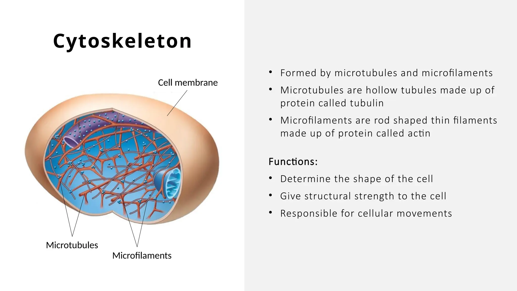 Cell Structure and Function-GRADE 7 Biology.pptx