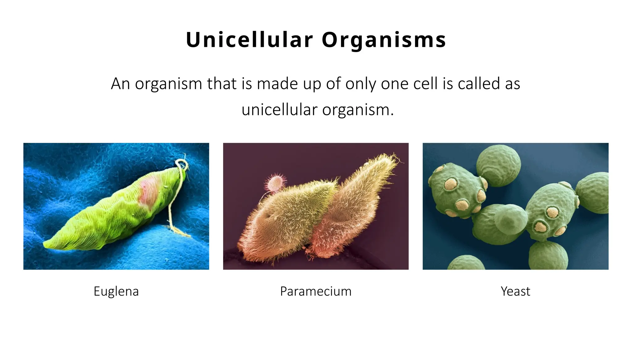 Cell Structure and Function-GRADE 7 Biology.pptx