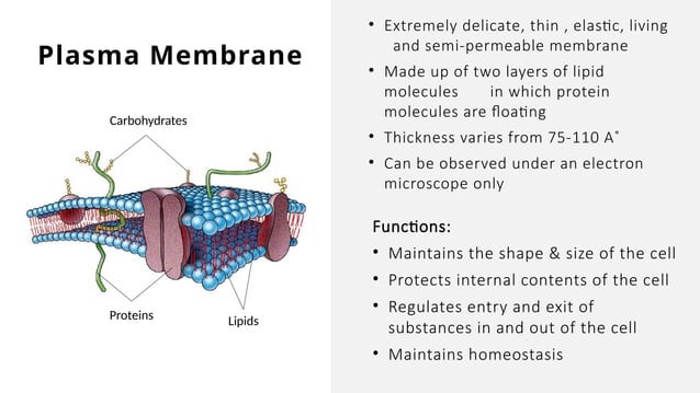 Cell Structure and Function-GRADE 7 Biology.pptx