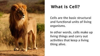 Cell Structure and Function-GRADE 7 Biology.pptx