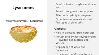Cell Structure and Function-GRADE 7 Biology.pptx