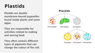 Cell Structure and Function-GRADE 7 Biology.pptx