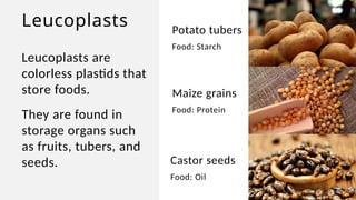 Cell Structure and Function-GRADE 7 Biology.pptx