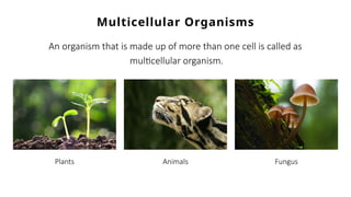 Cell Structure and Function-GRADE 7 Biology.pptx
