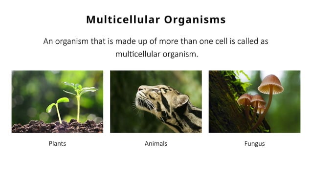 Cell Structure and Function-GRADE 7 Biology.pptx