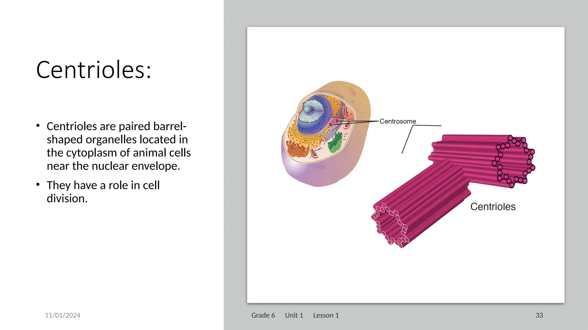 Cell structure and function.pptxmmmmmmmmm | PPTX