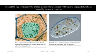 Cell structure and function.pptxmmmmmmmmm | PPTX