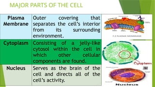 cell structure and function.pptx........ | PPTX