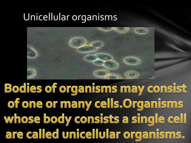 Cell structure and function biology | PPT