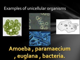 Cell structure and function biology | PPT