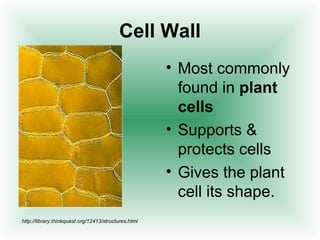 Cell Structure and Function | PPT