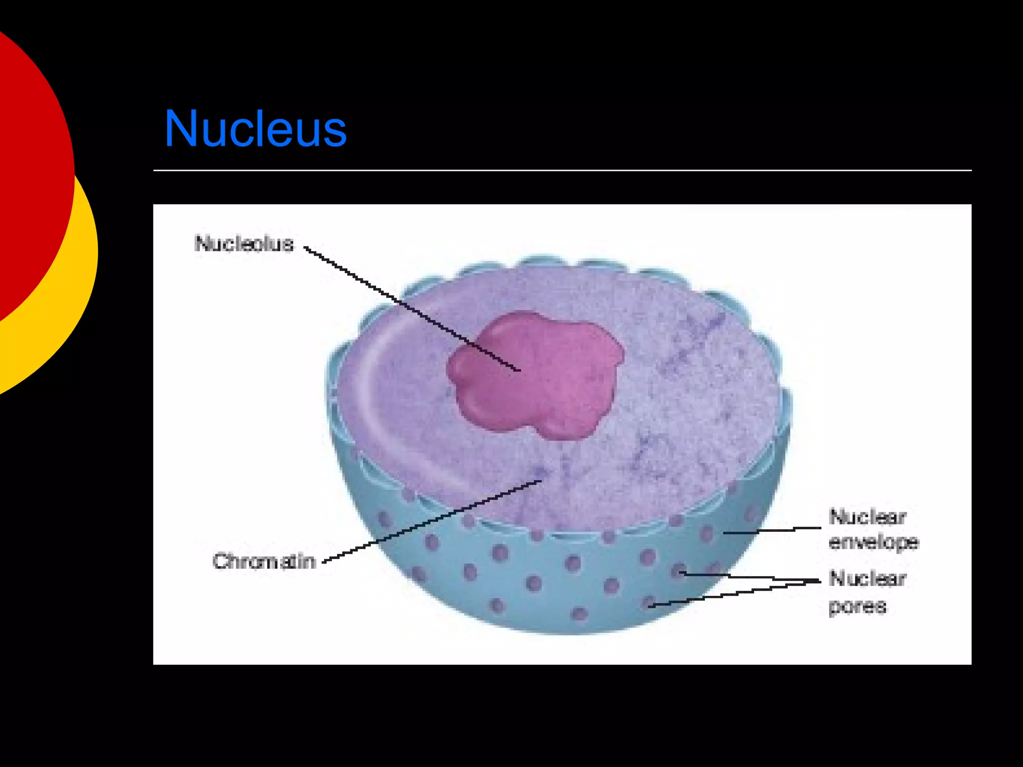 Cell structure and function (Miller and Levine Biology chapter 7) | PPT