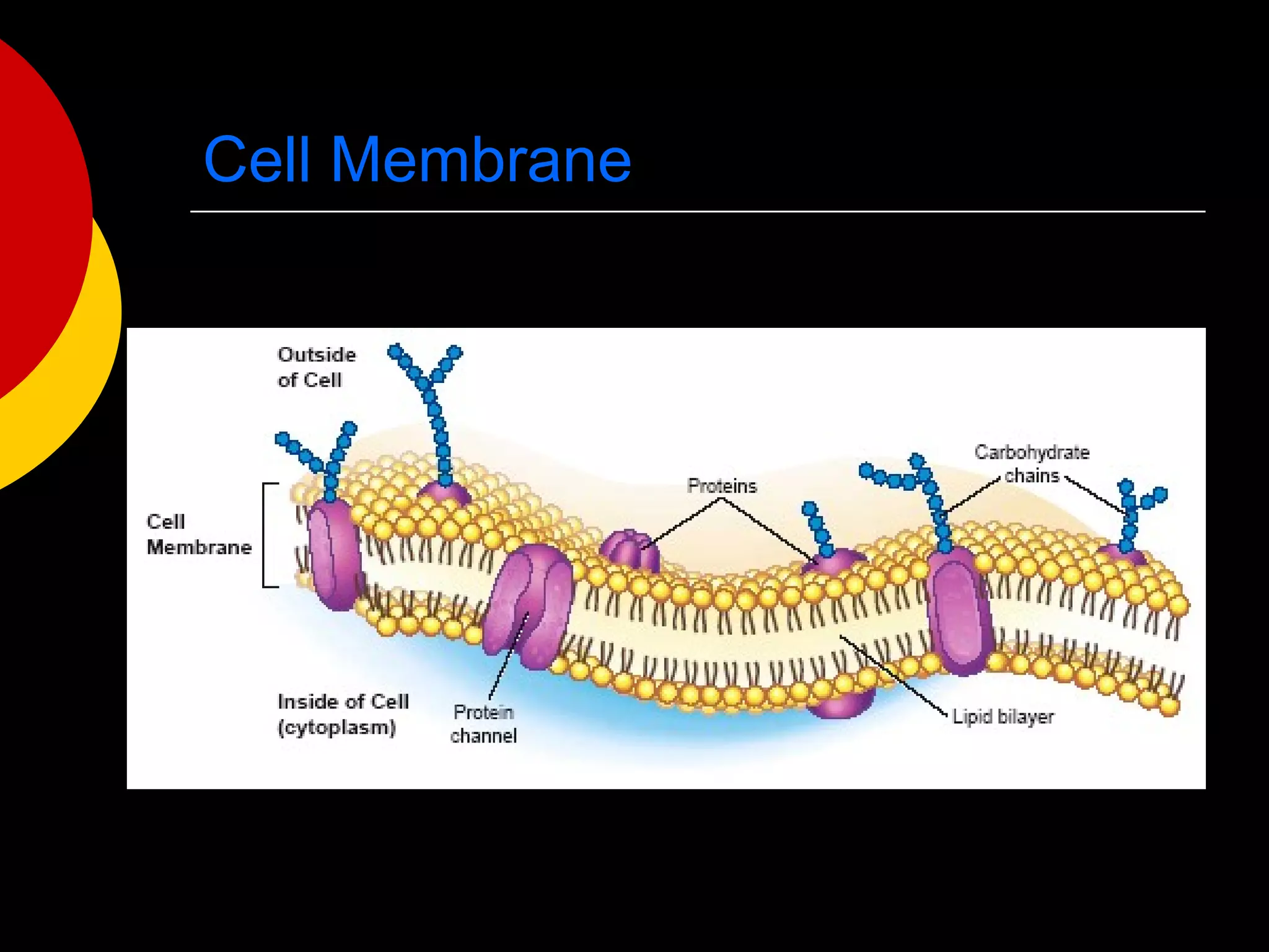 Cell structure and function (Miller and Levine Biology chapter 7) | PPT