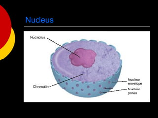 Cell structure and function (Miller and Levine Biology chapter 7) | PPT