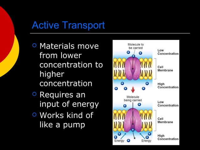 Cell structure and function (Miller and Levine Biology chapter 7) | PPT