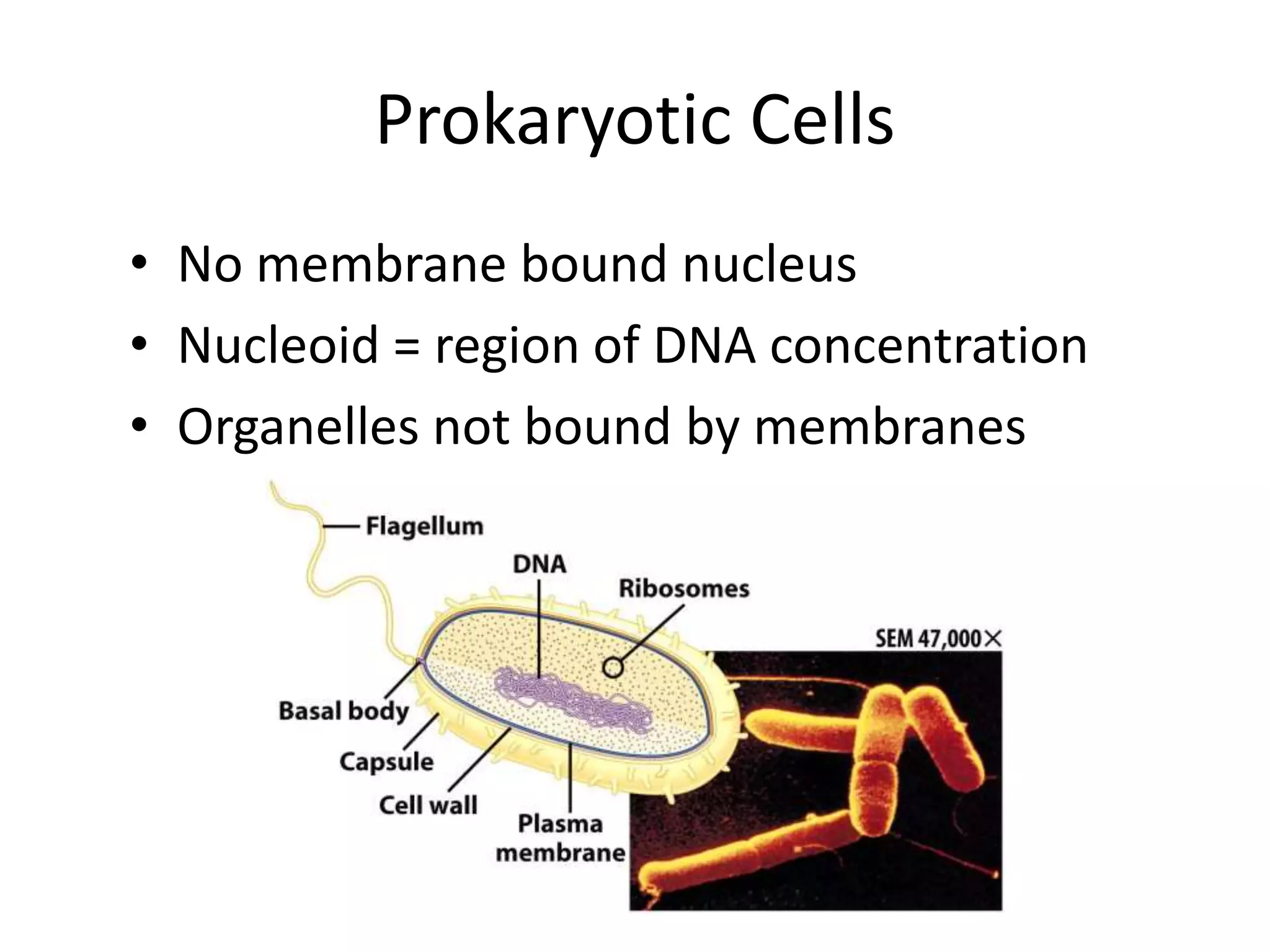 cell structure and function first lecture.pptx