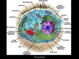 Cell structure and function for stds ts | PPT