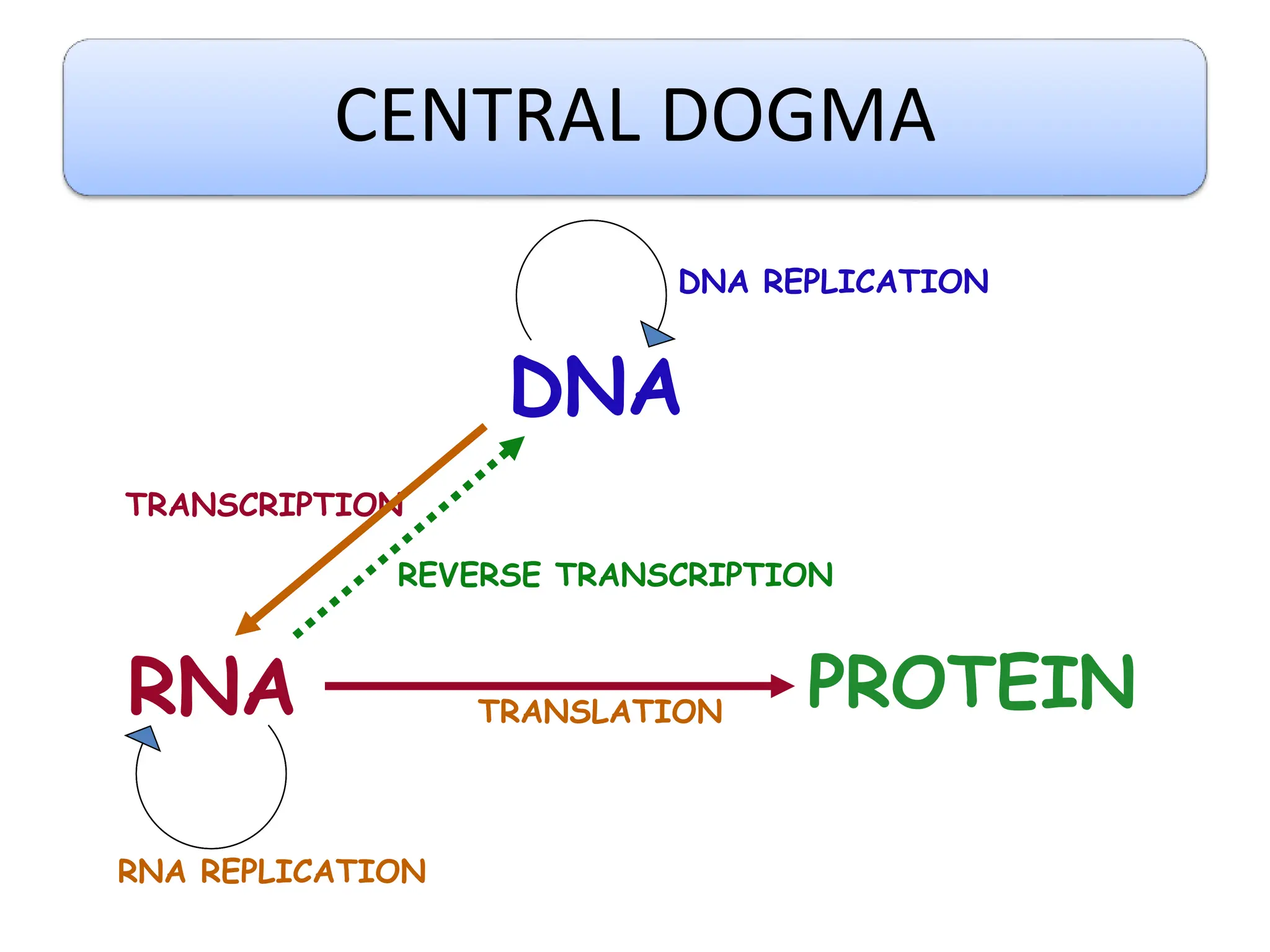 BASIC CELL STRUCTURE AND FUNCTION --PPDS | PPT