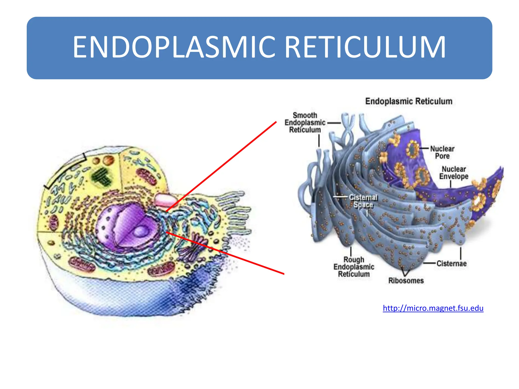 BASIC CELL STRUCTURE AND FUNCTION --PPDS | PPT