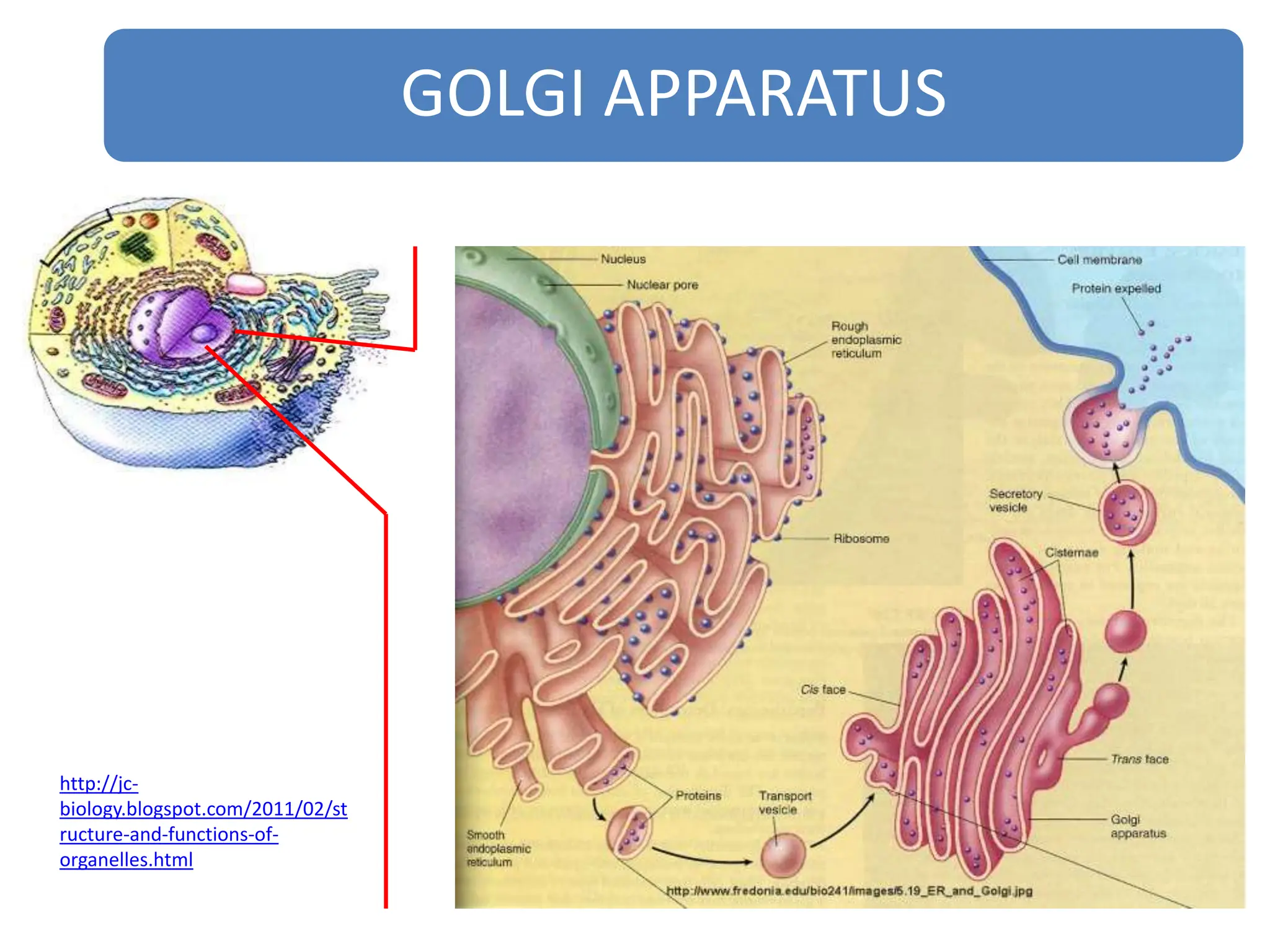 BASIC CELL STRUCTURE AND FUNCTION --PPDS | PPT