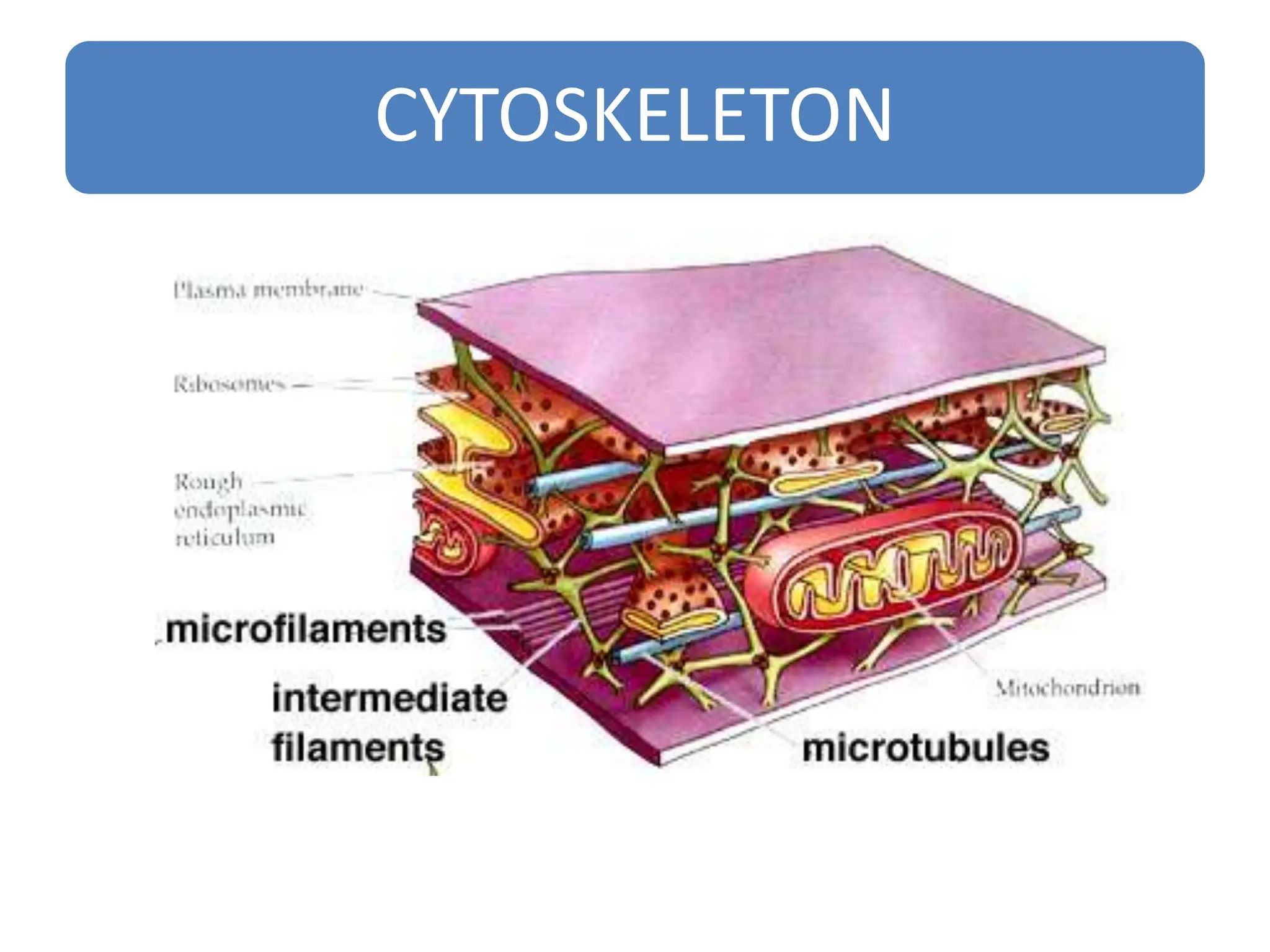 BASIC CELL STRUCTURE AND FUNCTION --PPDS | PPTX