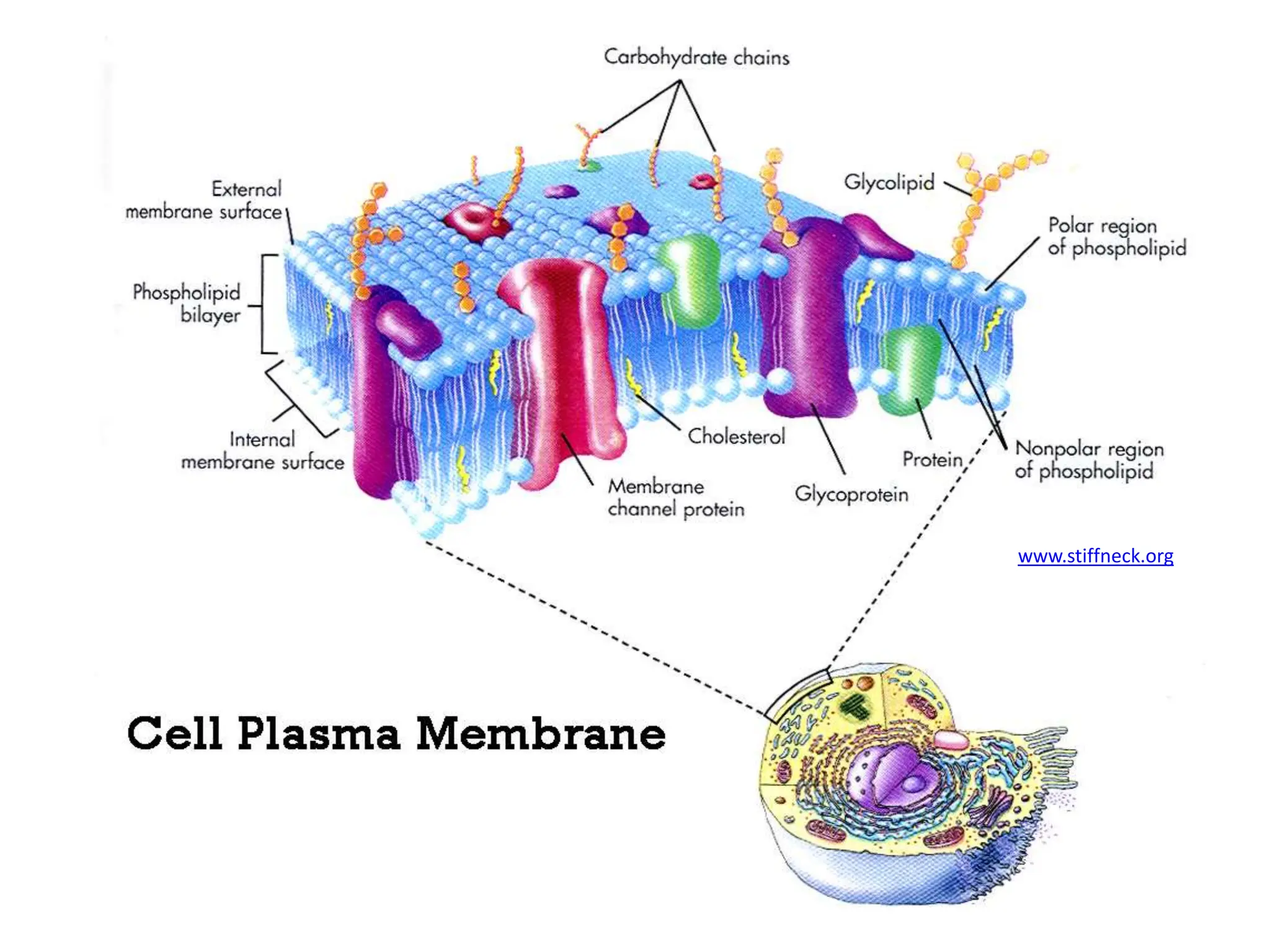 BASIC CELL STRUCTURE AND FUNCTION --PPDS | PPT