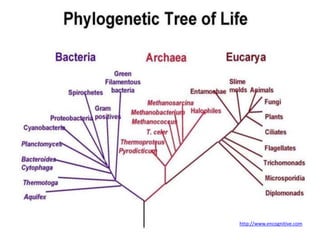 BASIC CELL STRUCTURE AND FUNCTION --PPDS | PPTX