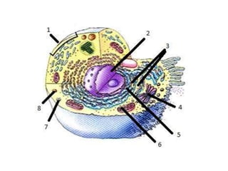BASIC CELL STRUCTURE AND FUNCTION --PPDS | PPTX