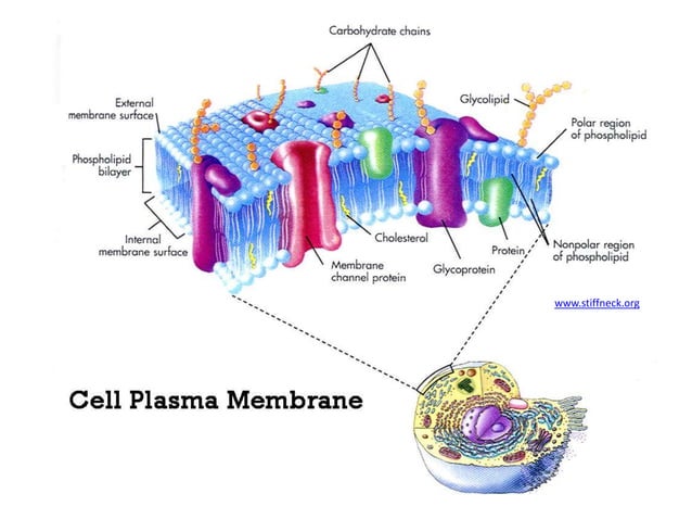 BASIC CELL STRUCTURE AND FUNCTION --PPDS | PPT
