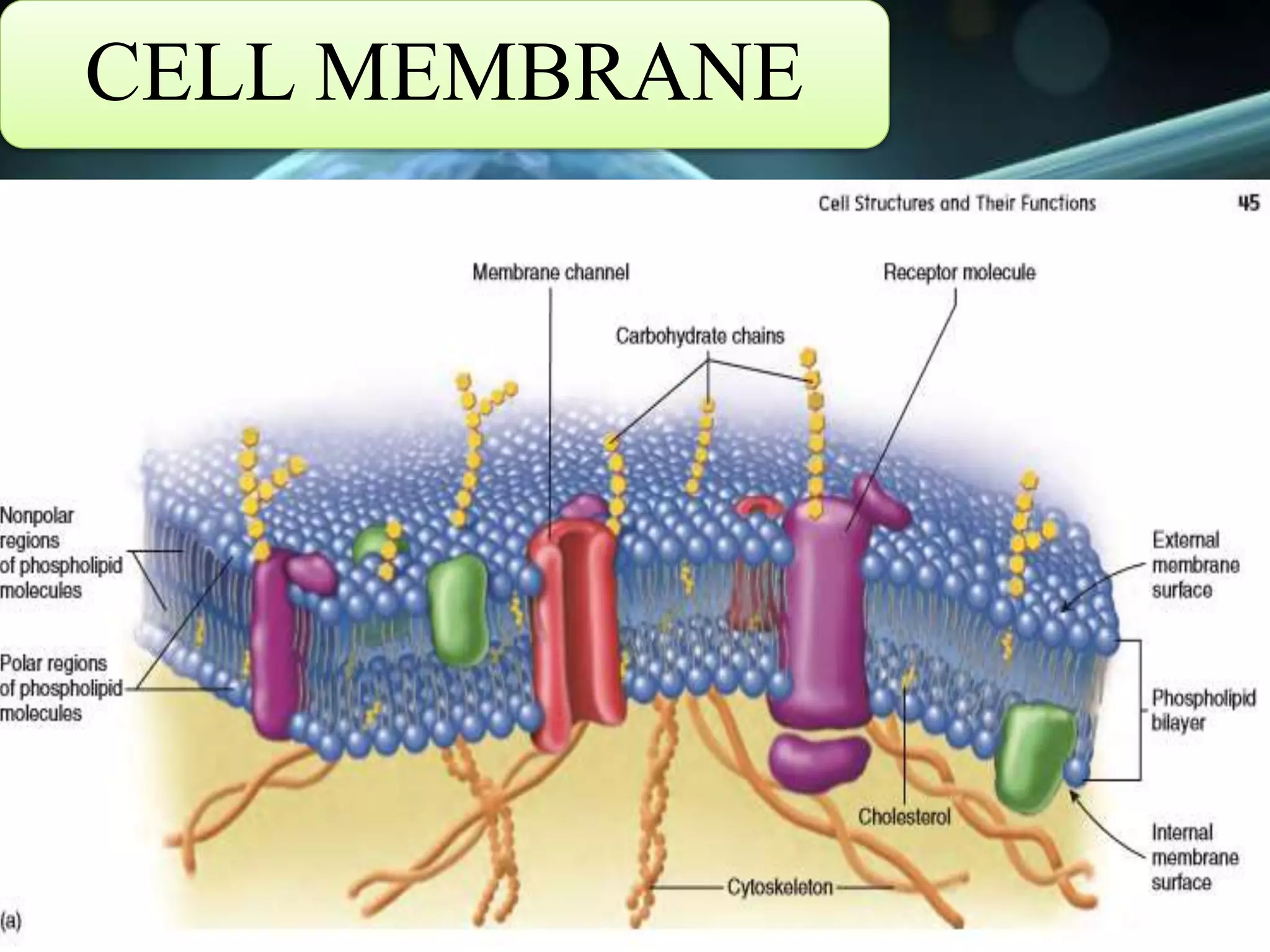 Cell structure and functions | PPTX
