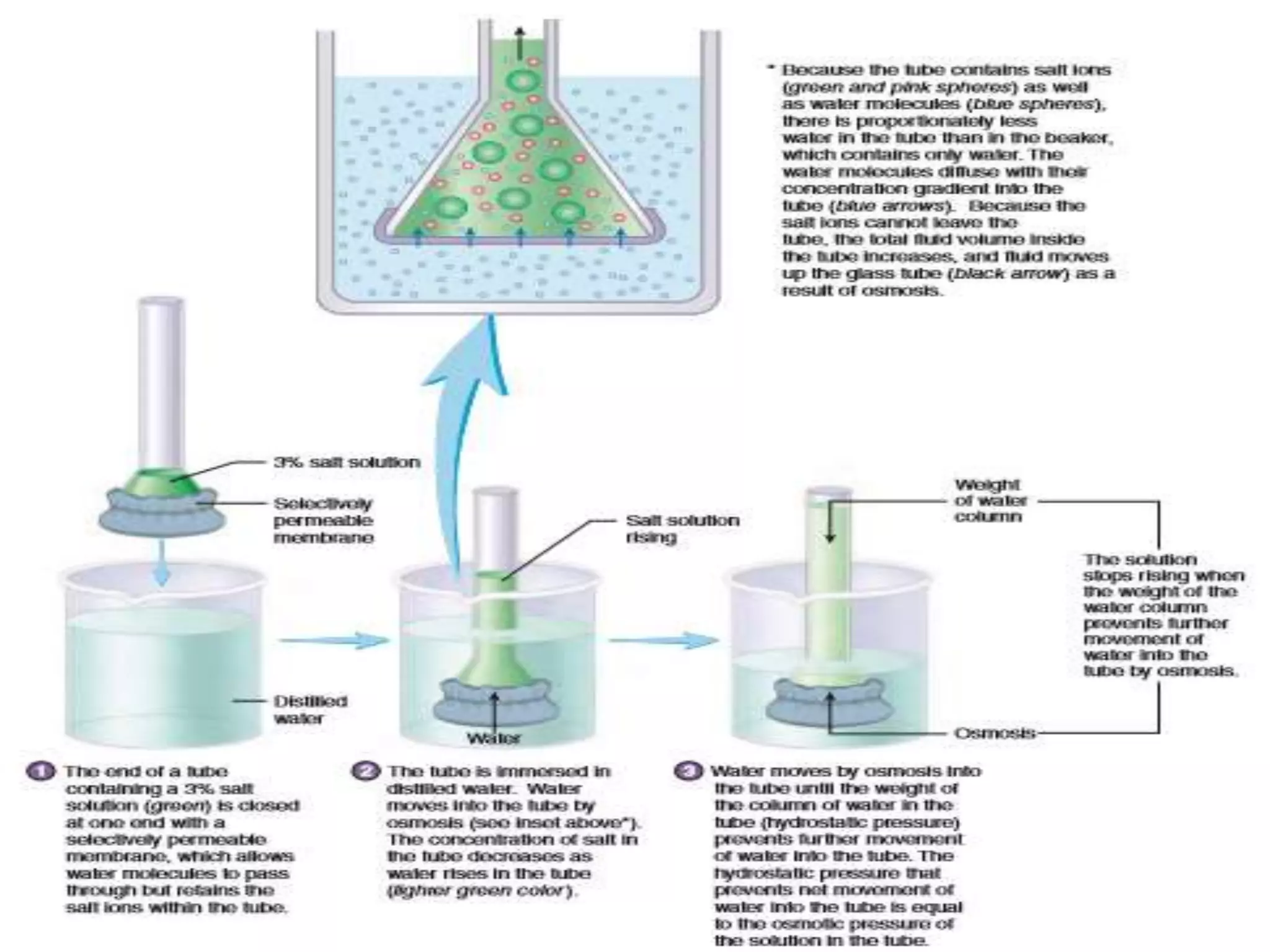 Cell structure and functions | PPTX