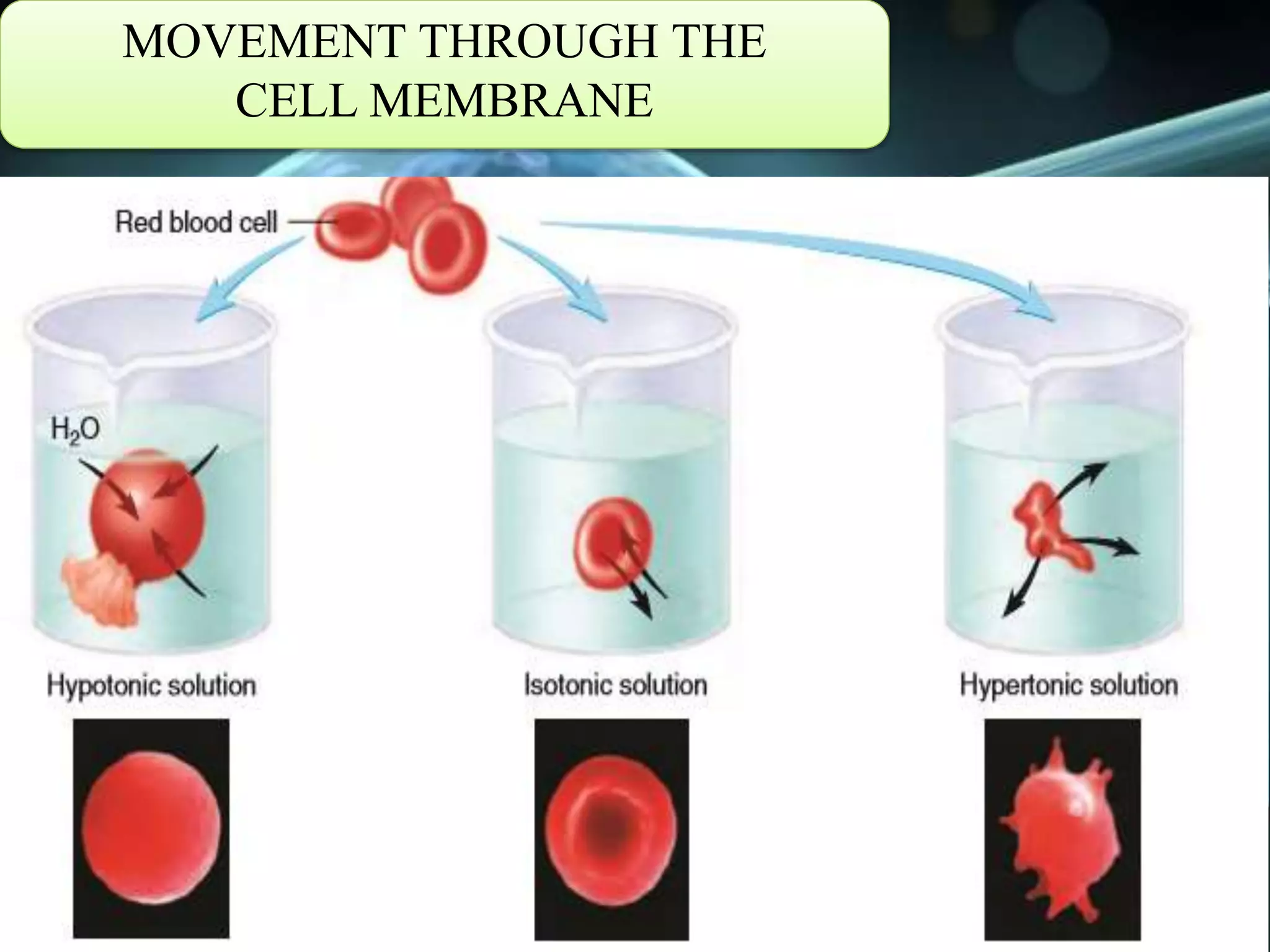 Cell structure and functions | PPTX