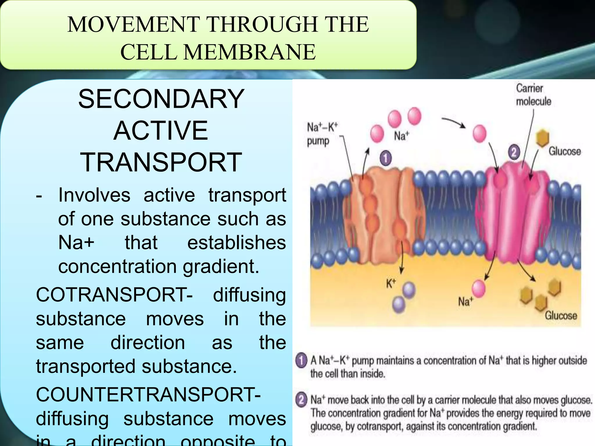 Cell structure and functions | PPTX