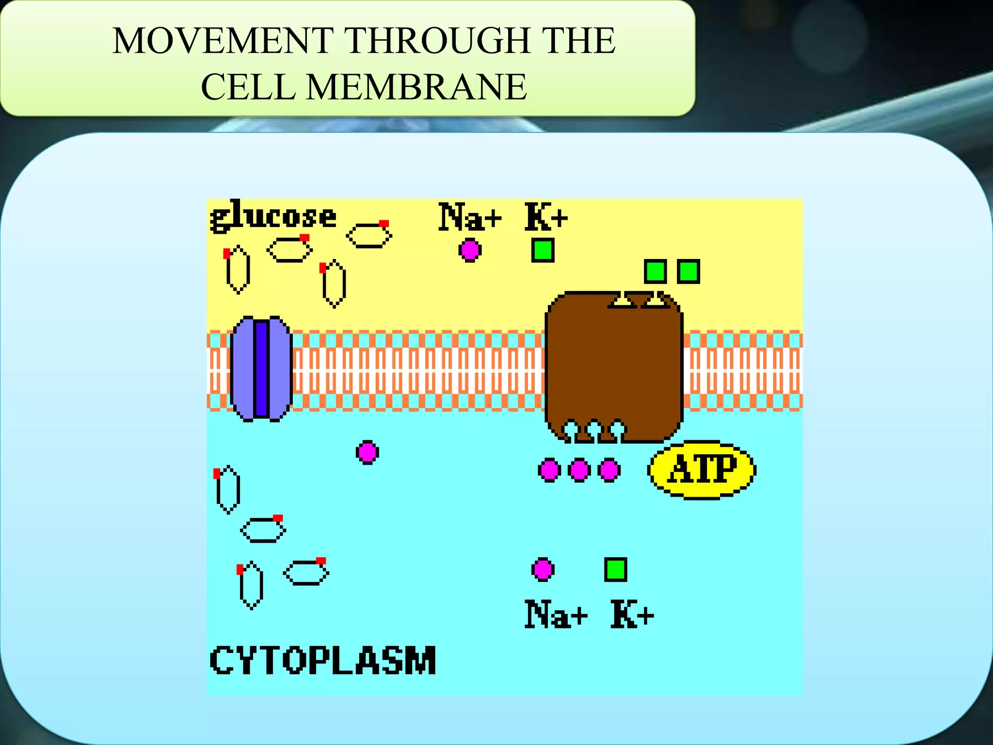 Cell structure and functions | PPTX