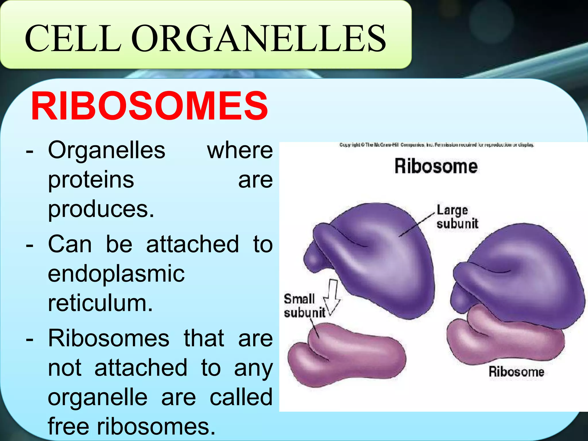 Cell structure and functions | PPTX